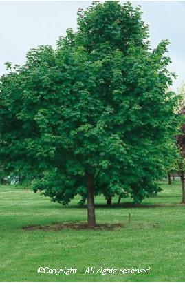 ACER platanoides 'Deborah' | Arcangeli Gino - Vivai Azienda Agricola ...