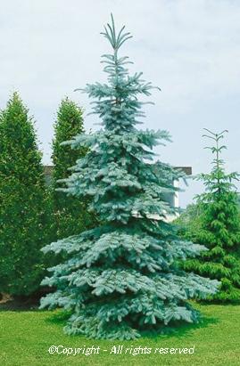 PICEA pungens 'Koster' | Arcangeli Gino - Vivai Azienda Agricola - di ...