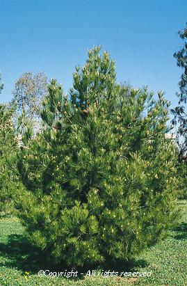 PINUS halepensis | Arcangeli Gino - Vivai Azienda Agricola - di ...