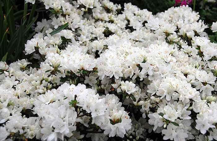 AZALEA japonica 'Dorothy Haiden' | Arcangeli Gino - Vivai Azienda ...