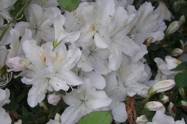 AZALEA japonica 'Palestrina' | Arcangeli Gino - Vivai Azienda Agricola ...