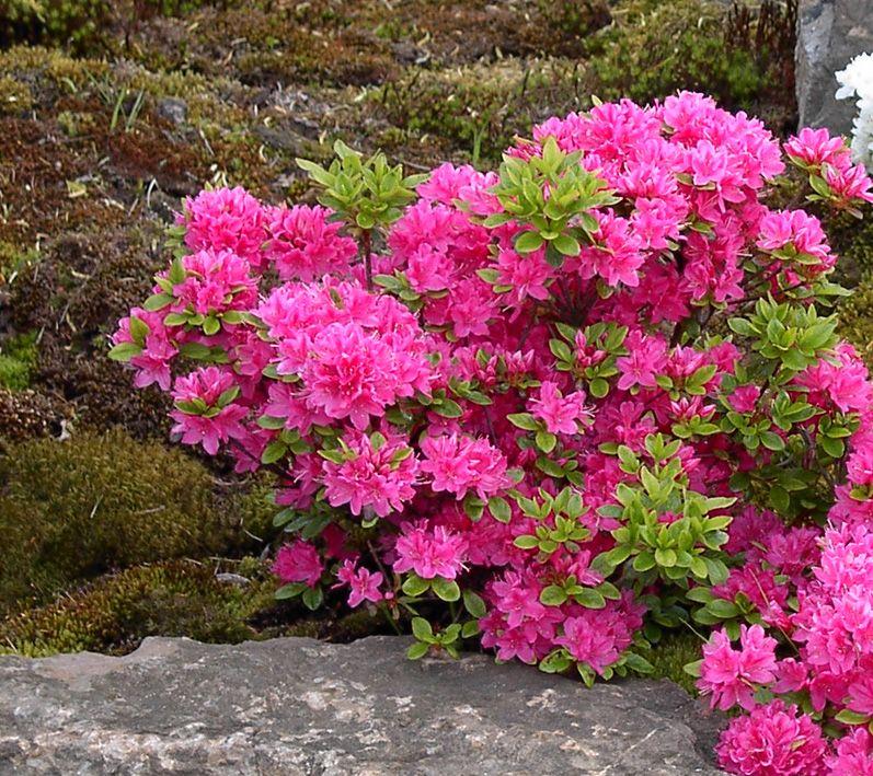 AZALEA japonica 'Rosè' | Arcangeli Gino - Vivai Azienda Agricola - di ...
