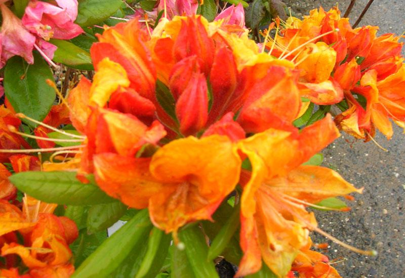 AZALEA mollis 'Golden Eagle' | Arcangeli Gino - Vivai Azienda Agricola ...