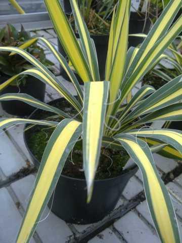 YUCCA filamentosa 'Gold Heart' | Arcangeli Gino - Vivai Azienda ...