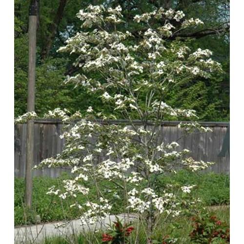 CORNUS kousa 'Constellation' | Arcangeli Gino - Vivai Azienda Agricola ...