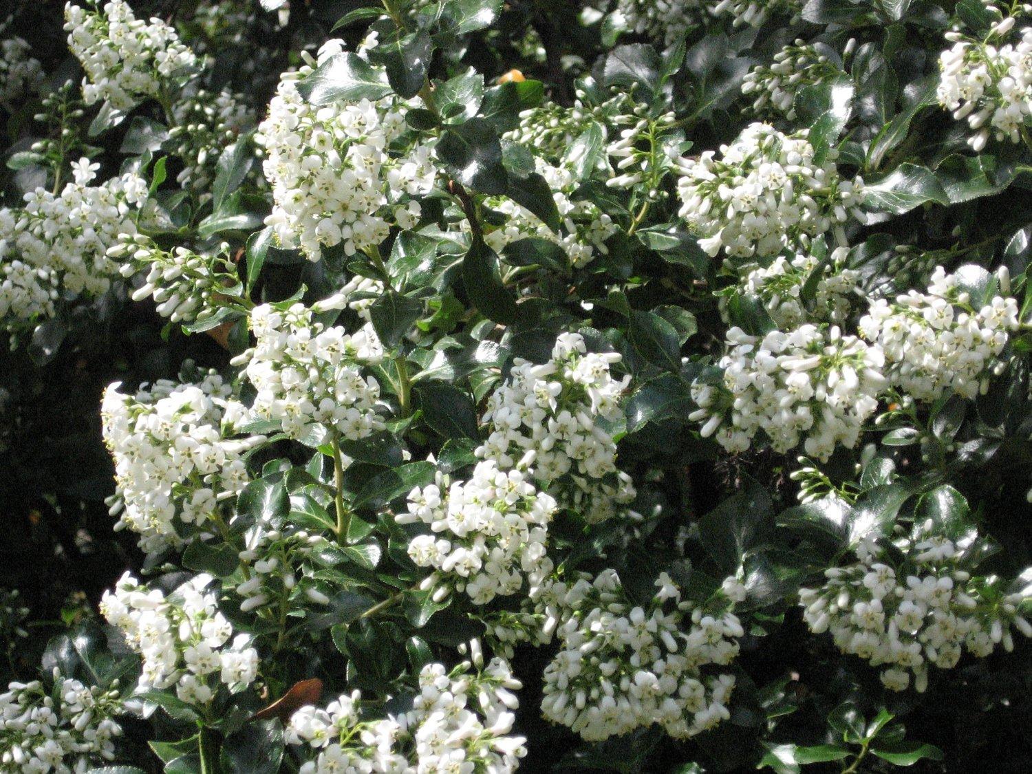 ESCALLONIA 'Donard White' | Arcangeli Gino - Vivai Azienda Agricola ...