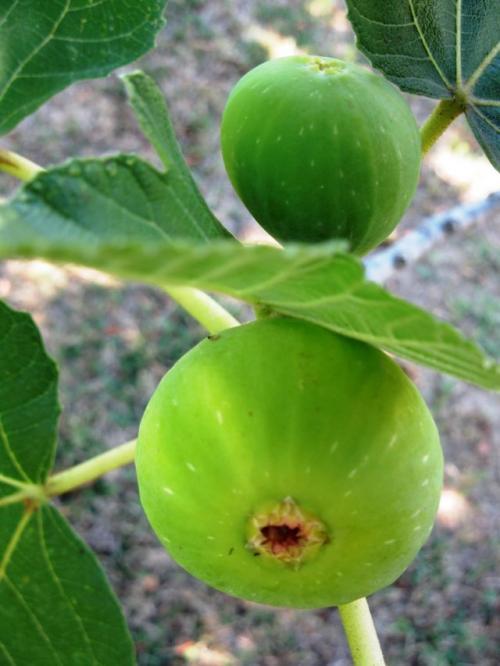 FICUS carica (Fig) 'Dottato' | Arcangeli Gino - Vivai Azienda Agricola ...