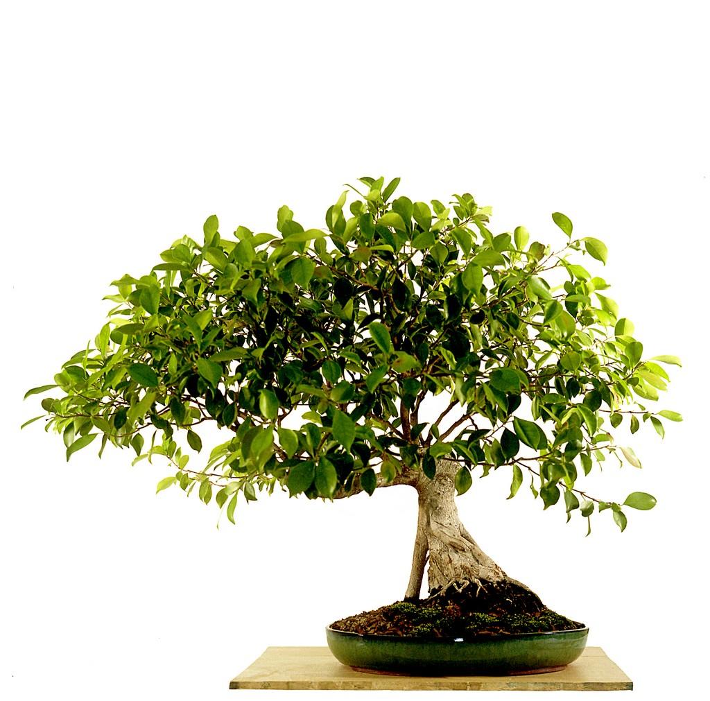 FICUS microcarpa (retusa) | Arcangeli Gino - Vivai Azienda Agricola ...