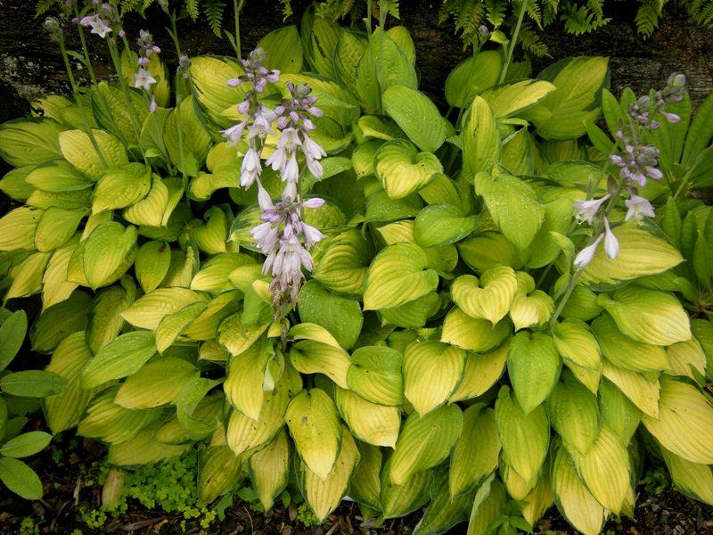 HOSTA 'Gold Standard' | Arcangeli Gino - Vivai Azienda Agricola - di ...