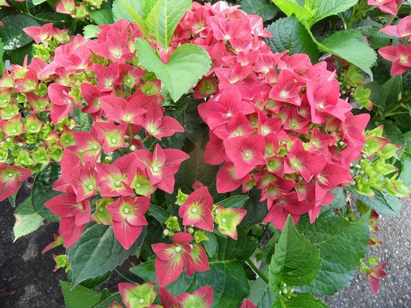 HYDRANGEA macrophylla 'Green Shadow'® | Arcangeli Gino - Vivai Azienda Agricola - di Genovesi ...