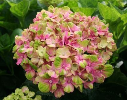 HYDRANGEA macrophylla 'Magical Coral'® | Arcangeli Gino - Vivai Azienda ...