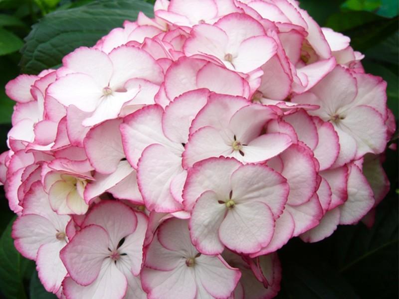 HYDRANGEA macrophylla 'Sabrina' ® | Arcangeli Gino - Vivai Azienda ...