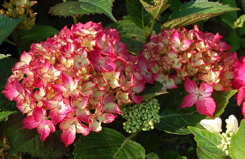 HYDRANGEA macrophylla 'Selma' ® | Arcangeli Gino - Vivai Azienda ...