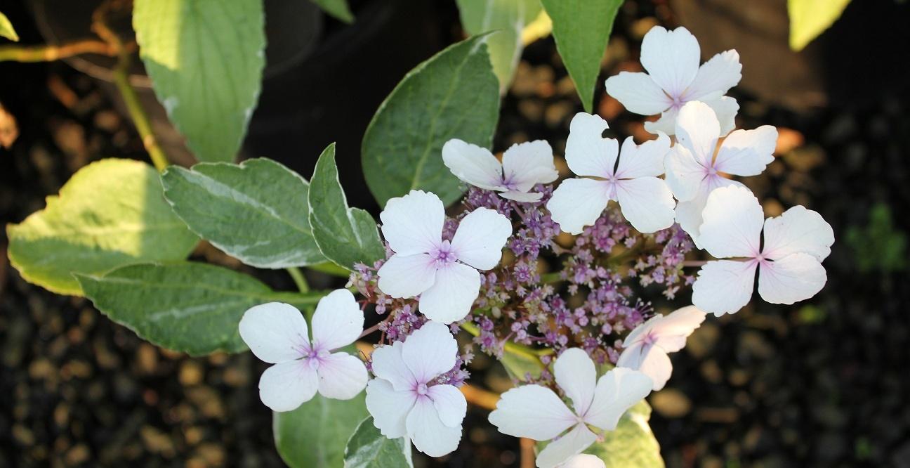 HYDRANGEA macrophylla 'Tricolor' | Arcangeli Gino - Vivai Azienda ...
