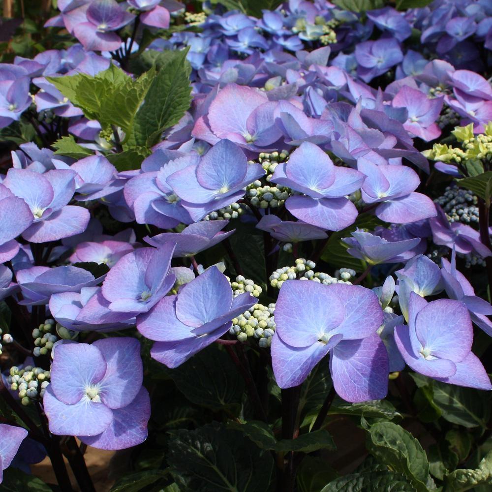 HYDRANGEA macrophylla 'Zorro' ® | Arcangeli Gino - Vivai Azienda ...