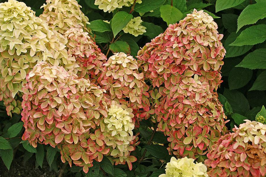 HYDRANGEA paniculata 'Cocktail' ® | Arcangeli Gino - Vivai Azienda ...