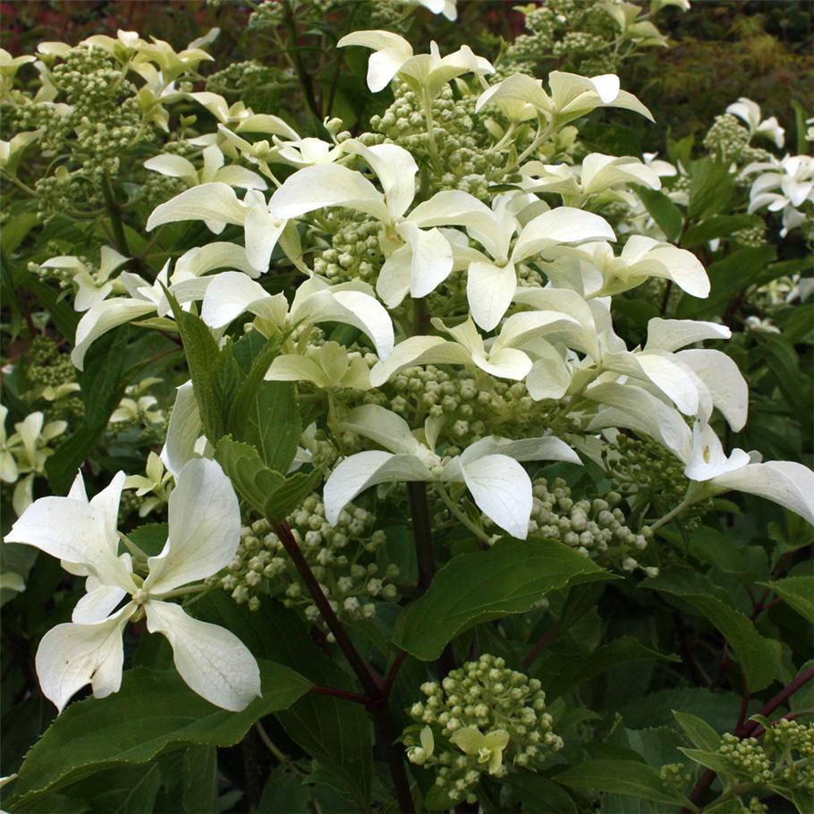 HYDRANGEA paniculata 'Great Star'® | Arcangeli Gino - Vivai Azienda ...