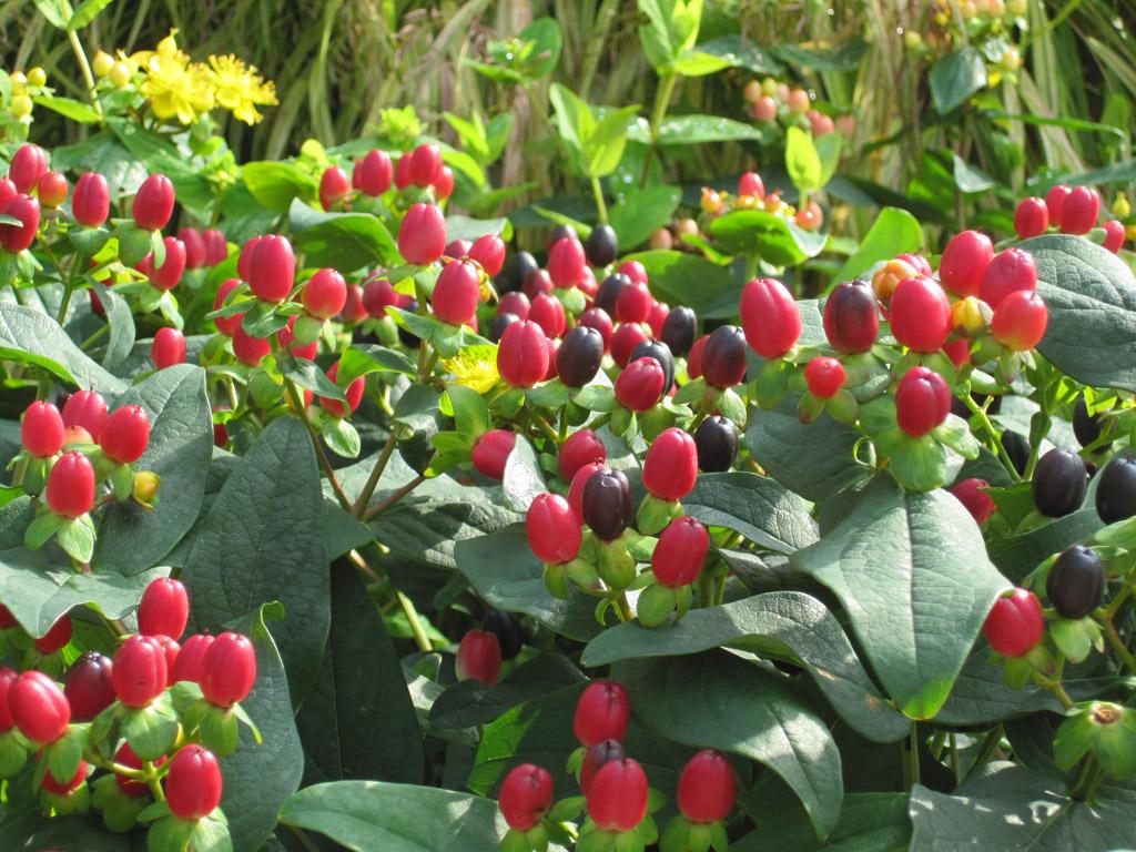 HYPERICUM inodorum 'Magical Red Star' ® | Arcangeli Gino - Vivai ...