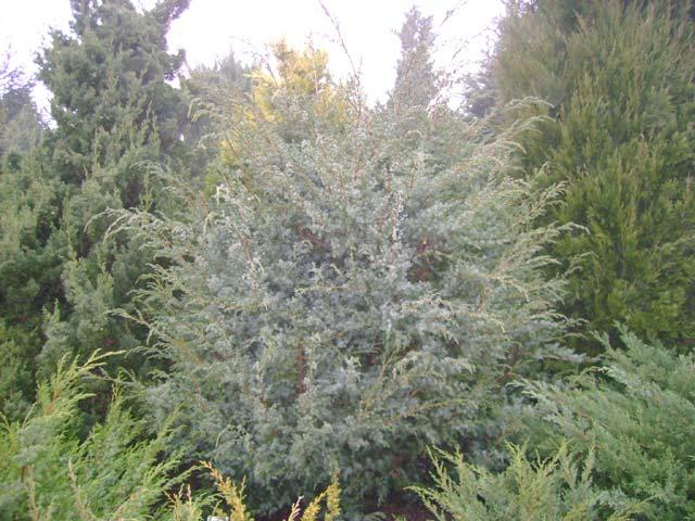 JUNIPERUS chinensis 'Blue Alps' | Arcangeli Gino - Vivai Azienda ...