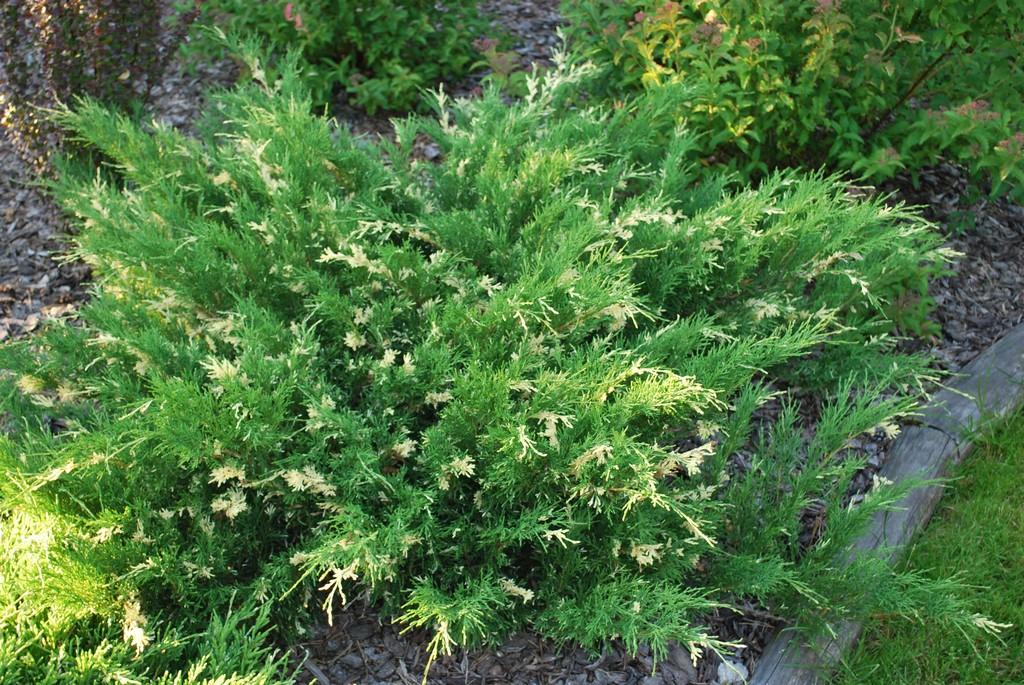 JUNIPERUS sabina 'Variegata' | Arcangeli Gino - Vivai Azienda Agricola ...