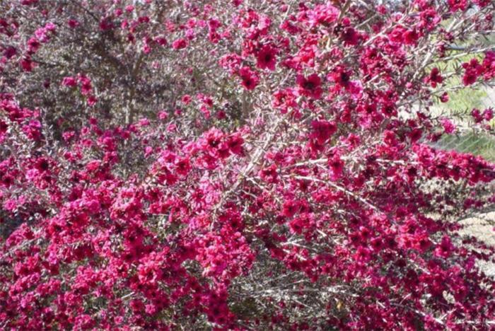 LEPTOSPERMUM scoparium 'Ruby Glow' | Arcangeli Gino - Vivai Azienda ...