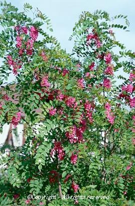 ROBINIA hispida 'Rosea' | Arcangeli Gino - Vivai Azienda Agricola - di ...