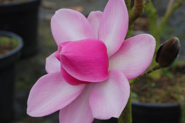 Magnolia "Aurora" | Arcangeli Gino - Vivai Azienda Agricola - di ...