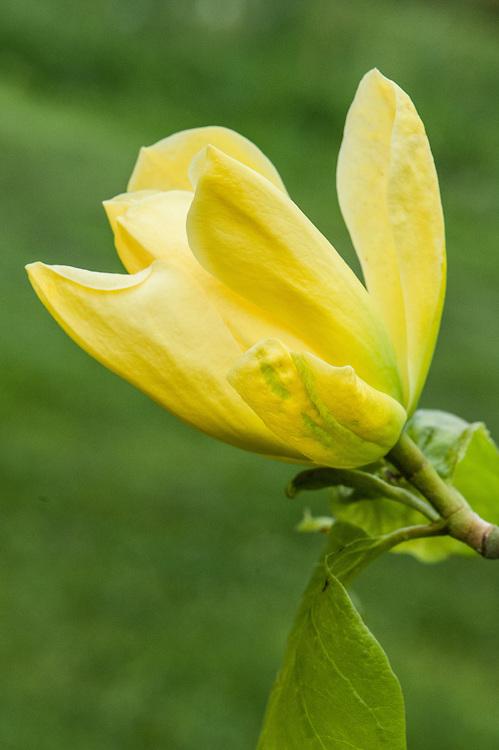 Magnolia "Honey Liz" | Arcangeli Gino - Vivai Azienda Agricola - di ...