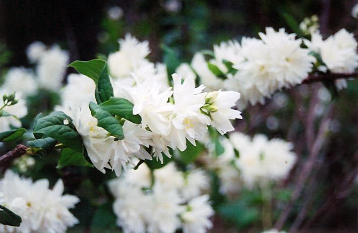 PHILADELPHUS 'Minnesota Snowflake' | Arcangeli Gino - Vivai Azienda ...