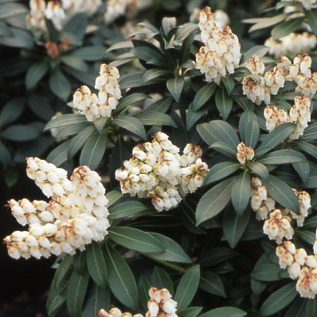 PIERIS japonica 'Cupido' | Arcangeli Gino - Vivai Azienda Agricola - di ...