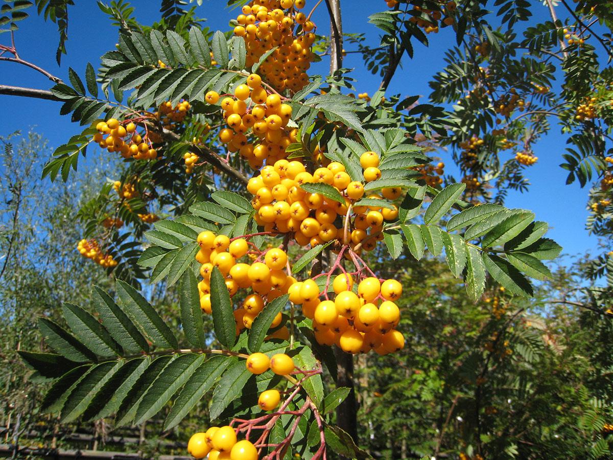SORBUS 'Sunshine' | Arcangeli Gino - Vivai Azienda Agricola - di ...