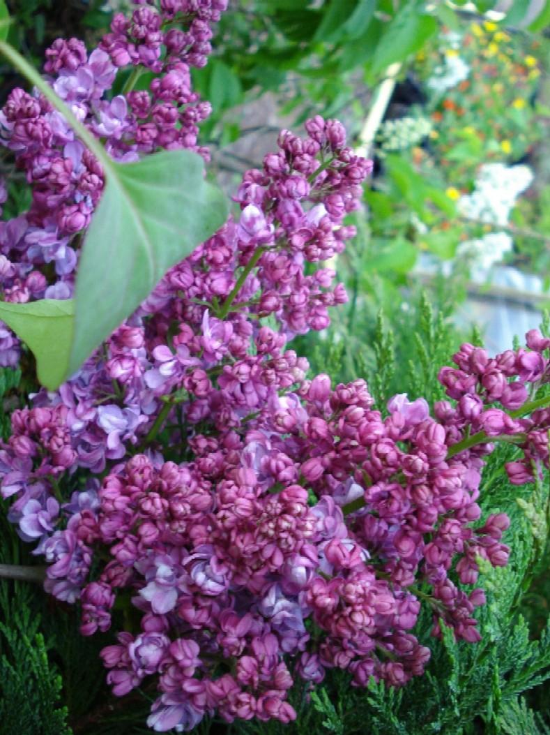 SYRINGA vulgaris 'Prince Wolkonsky' | Arcangeli Gino - Vivai Azienda ...