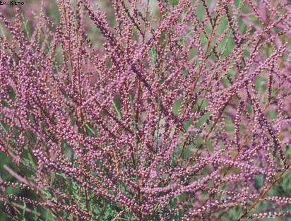 TAMARIX hispida 'Aestivalis' (ramosissima 'Rosea') | Arcangeli Gino ...