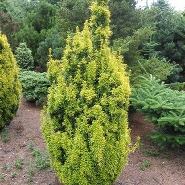 TAXUS baccata 'David' | Arcangeli Gino - Vivai Azienda Agricola - di ...