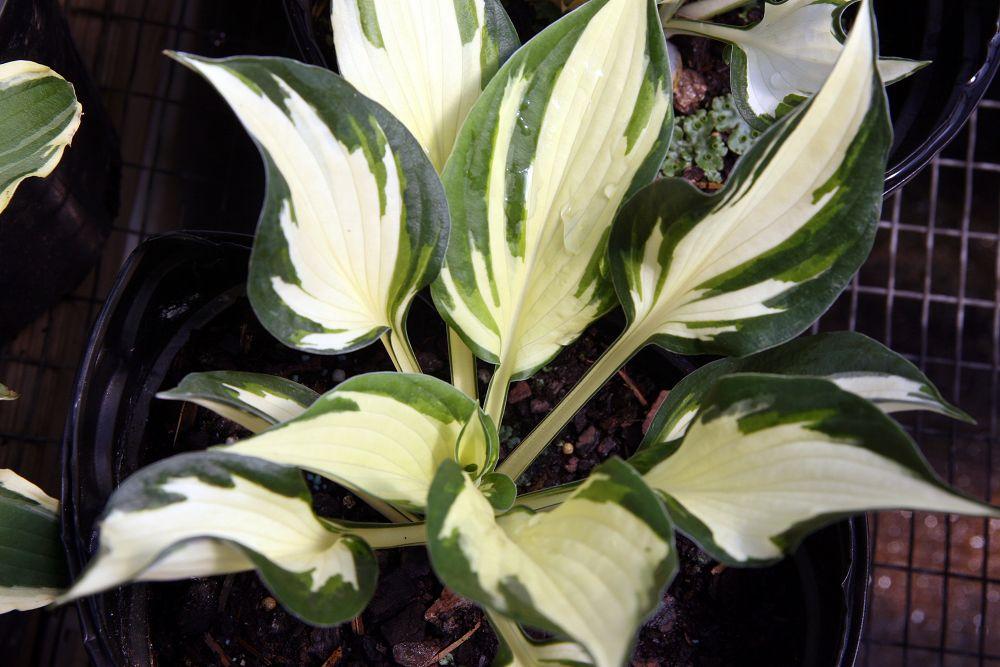 HOSTA 'Fire and Ice' | Arcangeli Gino - Vivai Azienda Agricola - di ...