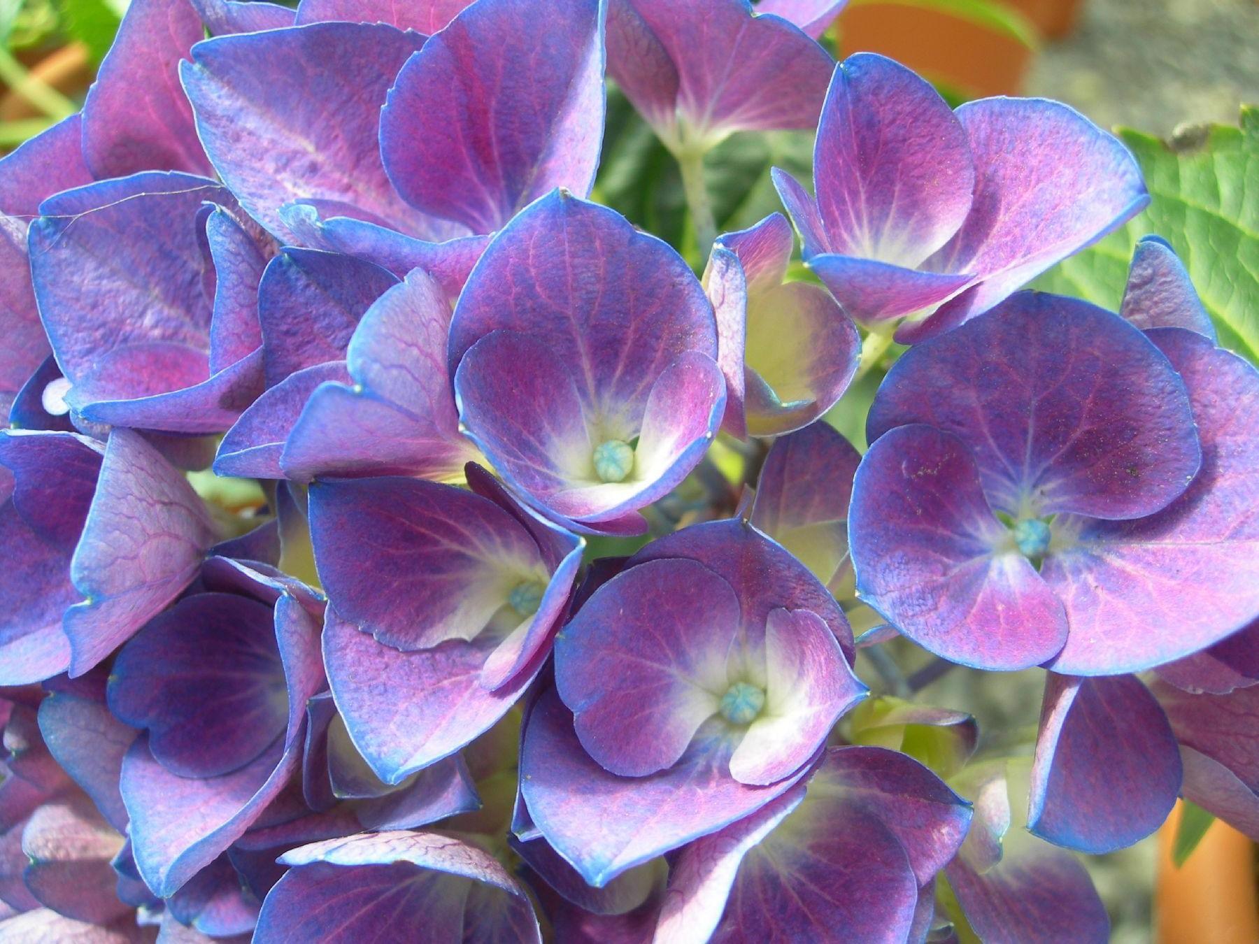 HYDRANGEA macrophylla 'Amor' ® | Arcangeli Gino - Vivai Azienda ...