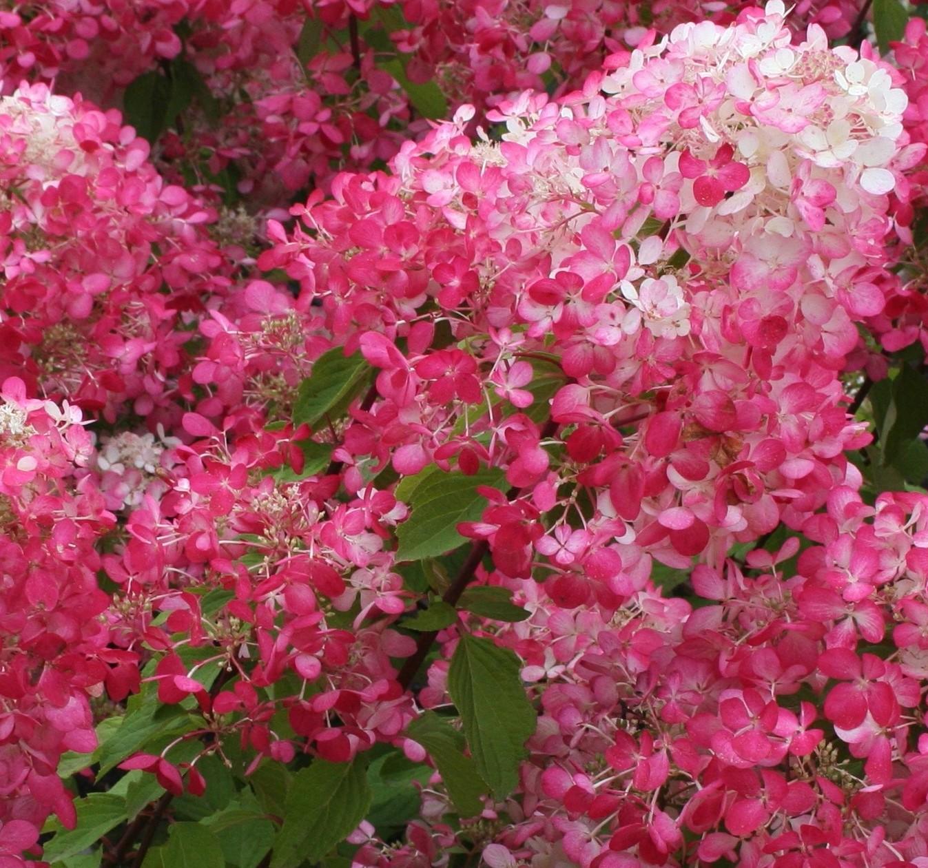 HYDRANGEA paniculata 'Diamant Rouge'® | Arcangeli Gino - Vivai Azienda ...