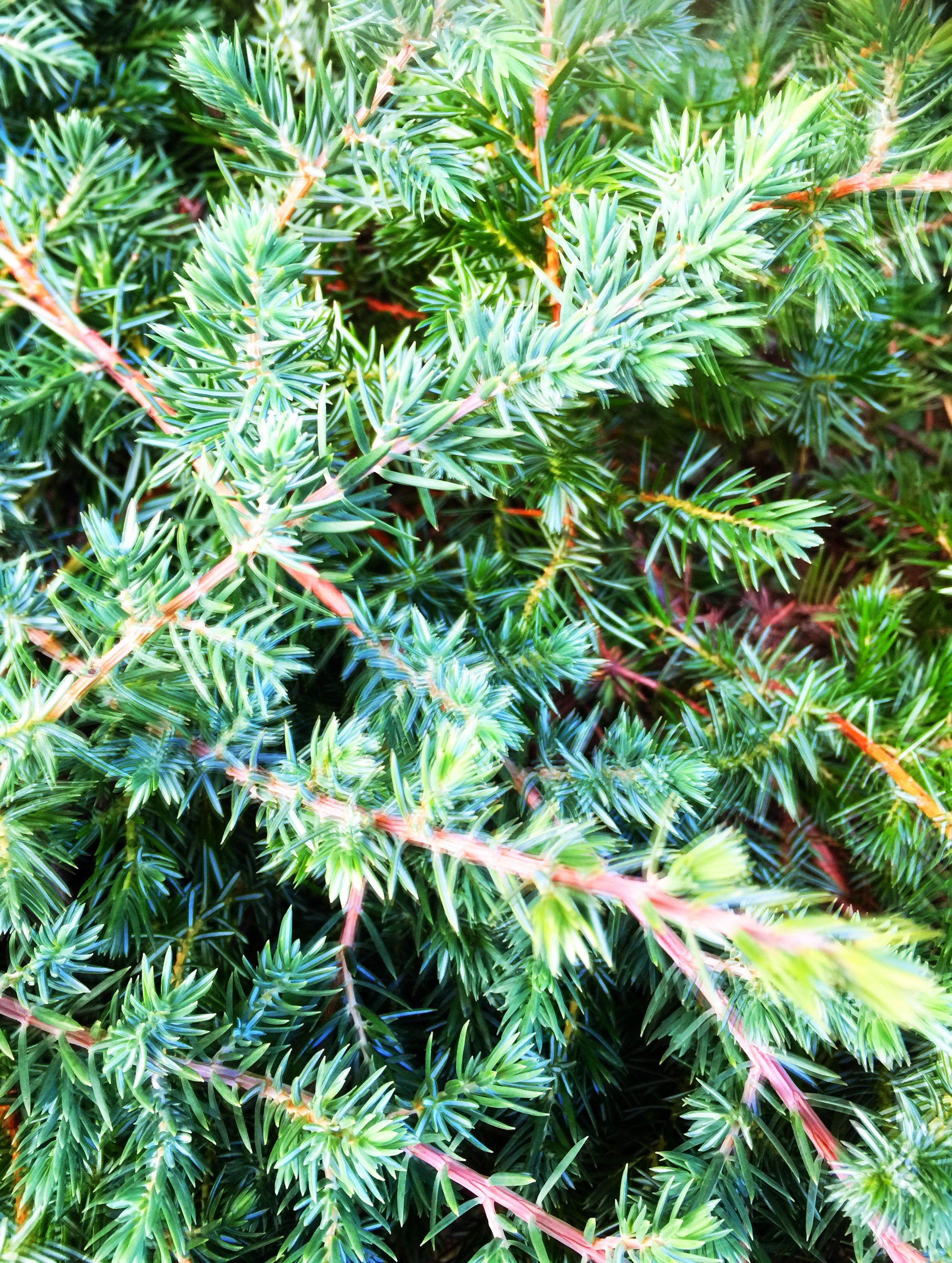 JUNIPERUS conferta 'Blue Pacific' | Arcangeli Gino - Vivai Azienda ...