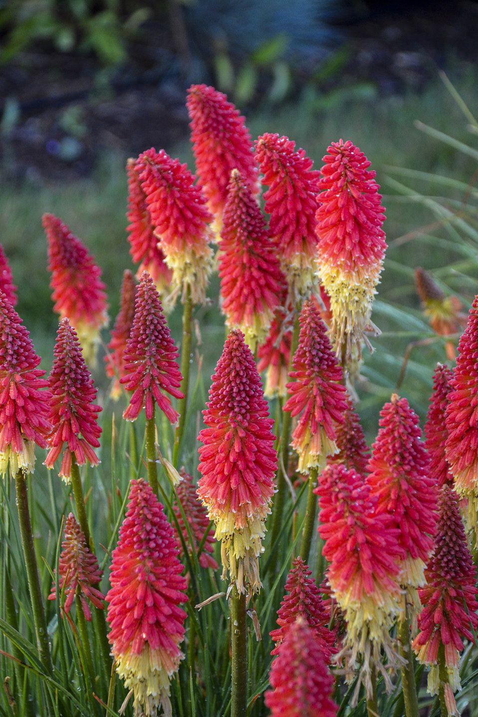 KNIPHOFIA Kniphofia 'Red Rocket' ® | Arcangeli Gino - Vivai Azienda ...