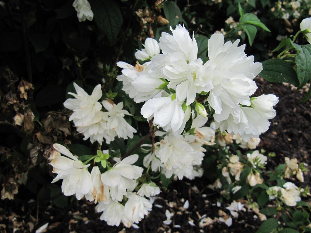 PHILADELPHUS 'Snowbelle' | Arcangeli Gino - Vivai Azienda Agricola - di ...