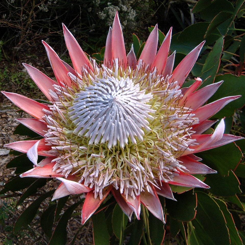 PROTEA (CYNAROIDES) 'Mini King Autumn' | Arcangeli Gino - Vivai Azienda ...