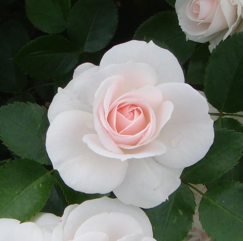 ROSA ASPIRIN ROSE | Arcangeli Gino - Vivai Azienda Agricola - di ...