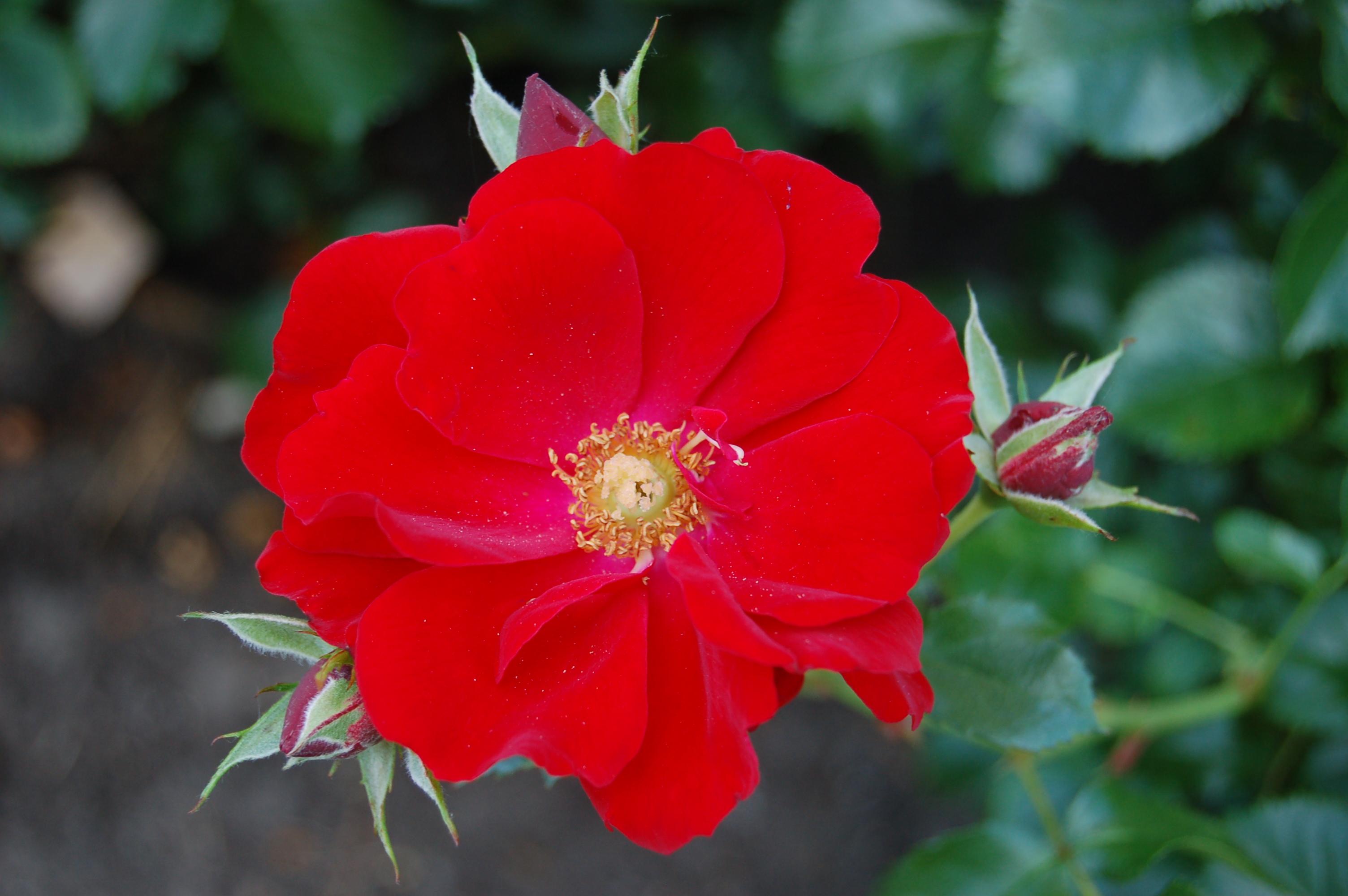 ROSA AUSTRIANA | Arcangeli Gino - Vivai Azienda Agricola - di Genovesi ...